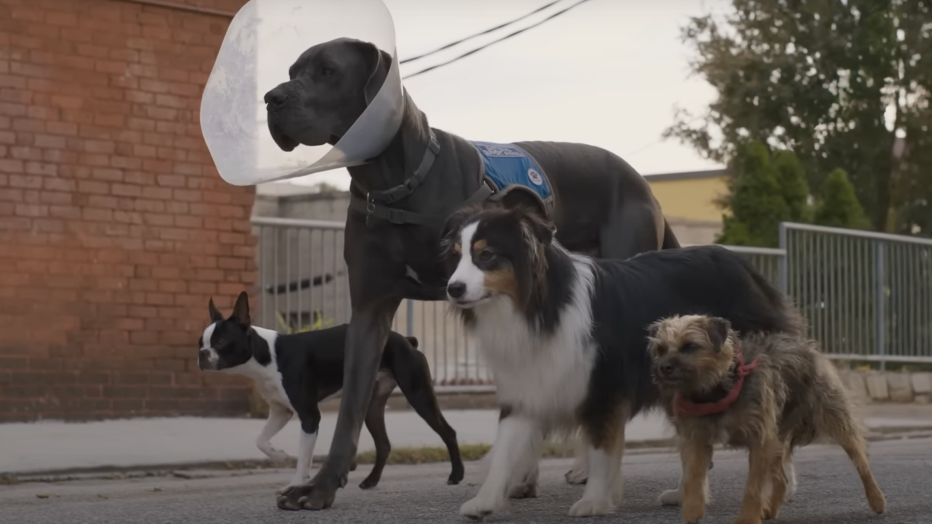 "Doggy Style"-Trailer: Hunde-Komödie für Erwachsene